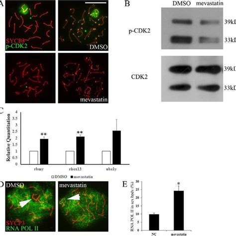 Mevastatin Inhibits P Cdk2 At The Sex Body In Spermatocytes Leading To Download Scientific