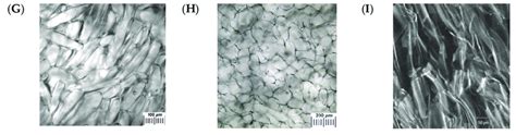 Micrographs Demonstrating The Macroporous Morphology Of Various