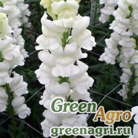 Купить Львиный зев Антирринум большой Antirrhinum majus AXIOM F1 WHITE ...