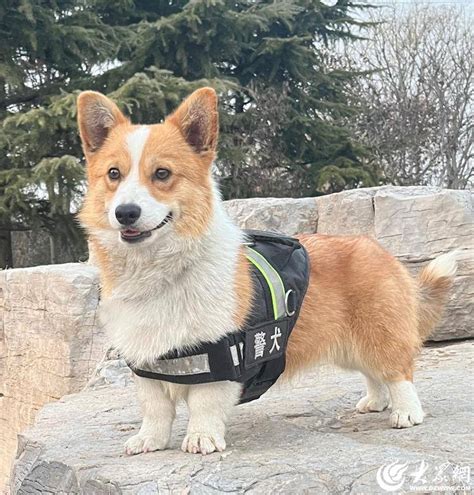 陸第一隻柯基警犬現身！連出動都要「警察把拔背著」 一個口令一個動作超敏捷！ 人生move On
