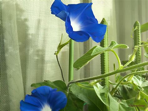 【朝顔の育て方】種まき時期はいつまでok？種の植え方は？