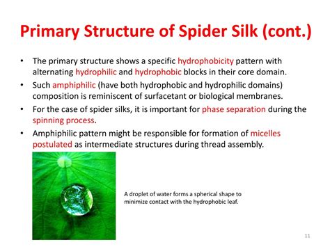 Ppt The Elaborate Structure Of Spider Silk Powerpoint Presentation