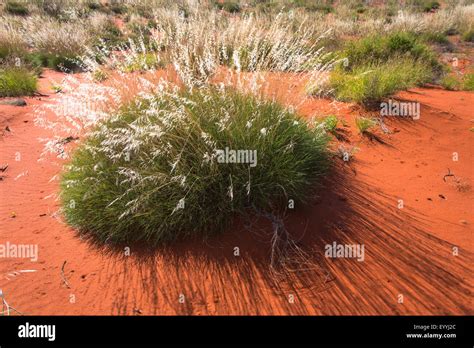 Spinifex Grass Spinifex Spec Flowering Tussock Australia Stock