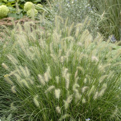 How To Care For Hameln Dwarf Fountain Grass At Krista Guerrero Blog