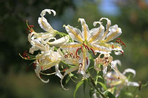 Lilium Auratum Alchetron The Free Social Encyclopedia