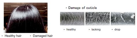 Github Masaya Dohinohair Renderingns Fdtd Brdfpbrt Hair Rendering With Brdf By Ns Fdtd On Pbrt
