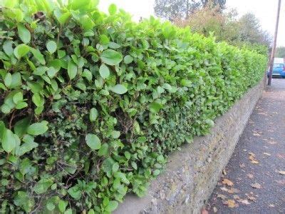 Noise Blocking Plants Tips For Using Shrubs And Trees As A Noise