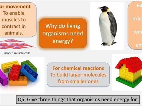 Bioenergetics Aqa Foundation Lesson Bundle Teaching Resources