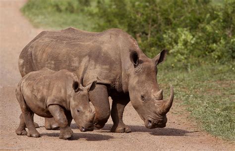 South African Group Reports Slight Drop In Rhino Poaching Science