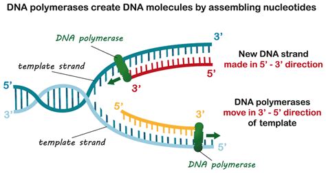 Evolutionary Theory Debating The Origins Of Our Dna