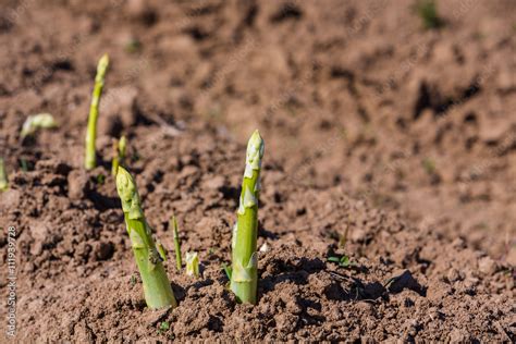 Spargel Stock Foto Adobe Stock