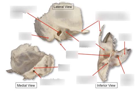 Skull Labeling Temporal Bone Diagram Quizlet