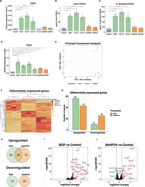 Organic Phosphate But Not Inorganic Phosphate Regulates Fgf23