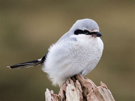 Northern Shrike Ebird