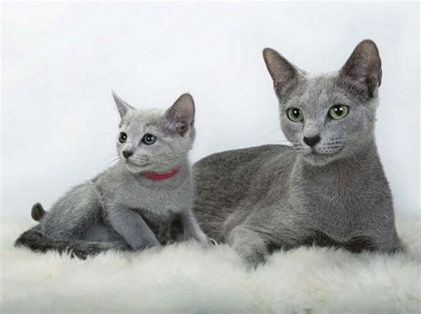 Кошки которые не линяют список пород для выбора 31 фото