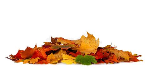 Il Mucchio Dellautunno Ha Colorato Le Foglie Isolate Su Fondo Bianco