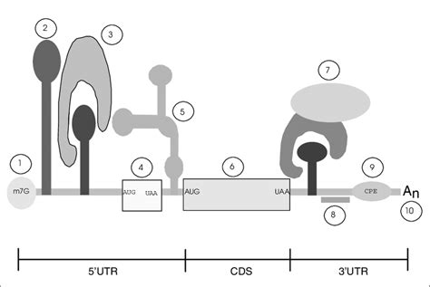 General Structure Of An Eukaryotic Mrna Illustrating All Possible