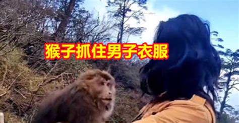 男子峨眉山遭猴袭击，一人战二猴上演全武行，网友：这次碰到硬茬了腾讯新闻