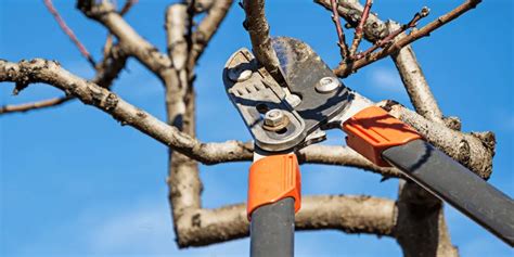 16 Advanced Pruning Techniques To Sculpt Your Trees And Shrubs Like A