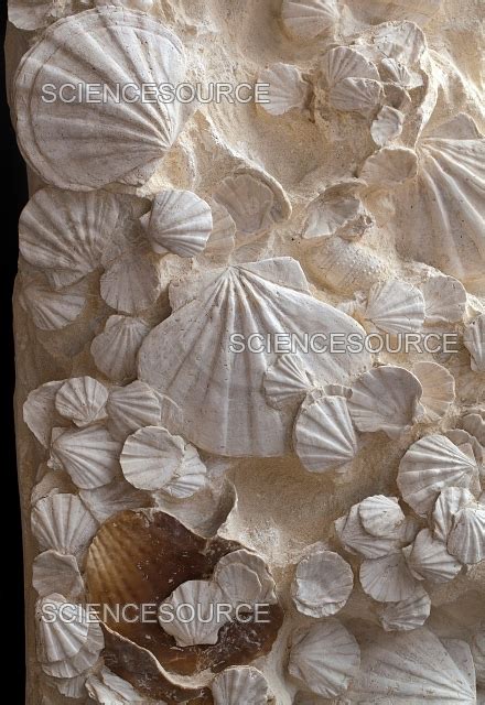 Fossil Pecten Shells Stock Image Science Source Images
