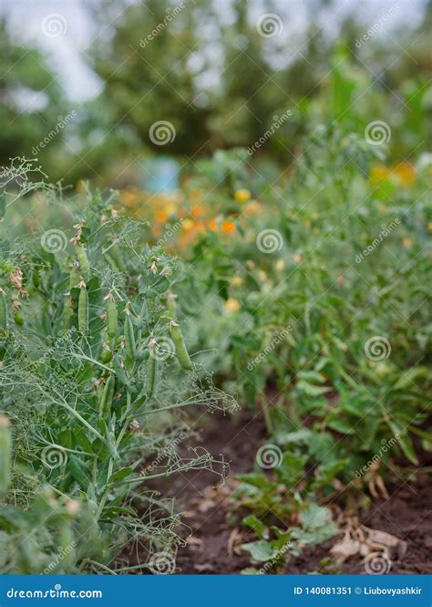Selective Focus On Fresh Bright Green Pea Pods On Pea Plants In The