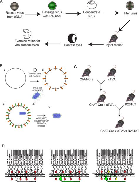 Viral Tracing Of Genetically Defined Neural Circuitry Text Page