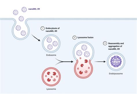 Cellular Uptake Of Mil 89 Nanoparticles Into Endocytic Vesicles