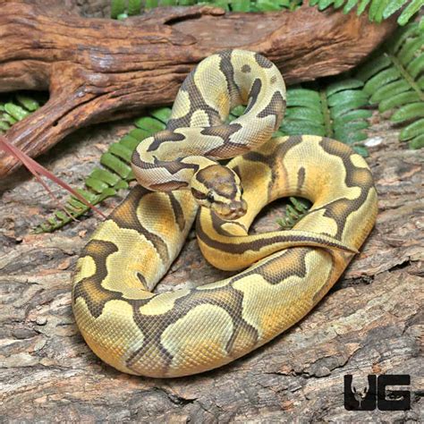 2018 Lavender Albino Spider Ball Python For Sale Underground Reptiles