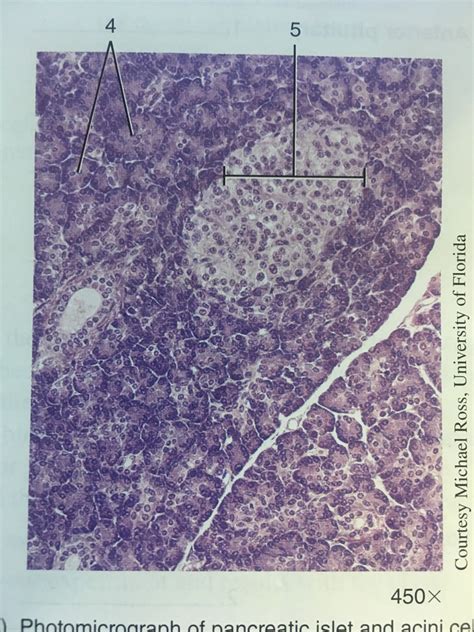 Pancreas Histology Diagram Quizlet