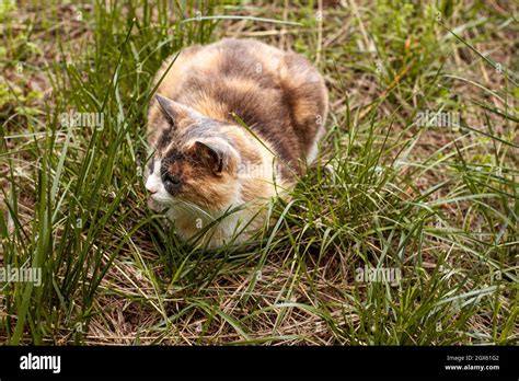 Playful Cute Cat Of Red White Orange And Gray Colors Is Sitting On The