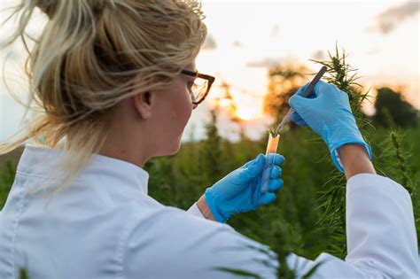 핀셋을 가진 과학자는 샘플을 채취하고 마리화나 필드에 Cbd 대마 식물을 관찰합니다 그녀 이다 사용 유리 튜브 개념에 대한 스톡
