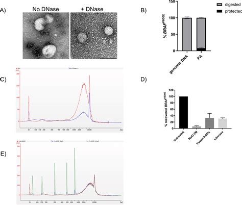 Pa Efficiently Captures Both Ev Surface Bound Dna And Cell Free Dna Download Scientific