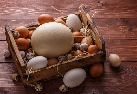 50 Egg Facts That Will Get You Egg Cited
