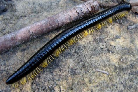 Subphylum Myriapoda Flashcards Quizlet