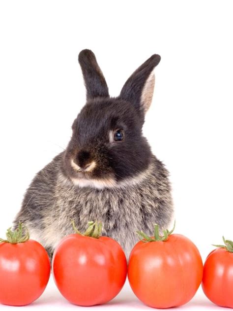Conoce Si Es Seguro Que Los Conejos Coman Tomate Mascotario