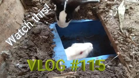 PAANO GUMAWA NG PAANAKAN NG RABBIT NA DIY YouTube