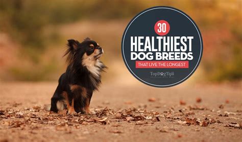 What Breed Of Dog Has The Longest Lifespan