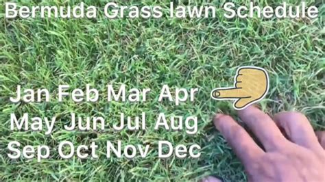 Bermuda Grass Calendar Bermuda Lawn Guide