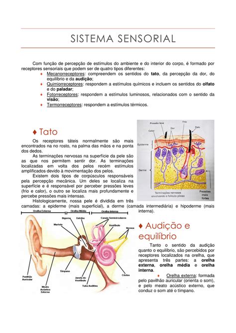 Roteiro Sistema Sensorial
