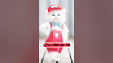 Plz Subscribe 😻🐾cute Kitten 146 Lovecats Cats Catvideos Kittens