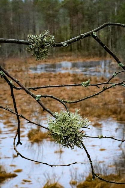 Premium Photo A Tree Branch With Moss On It And A Pond In The Background