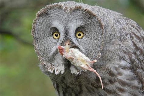 Bird Informer How Do Owls Hunt An Insight Into These Birds Of Prey