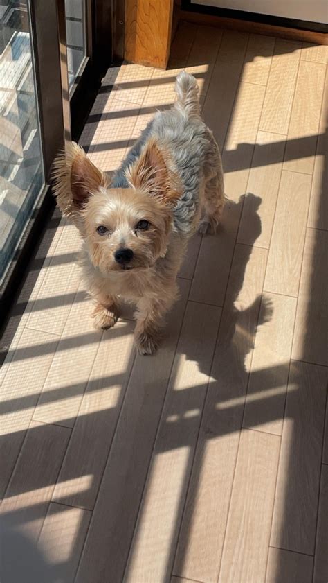 Handsome Eddie R Yorkies