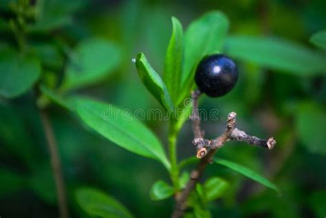 Berry Of A Jasmine Bush Jasminum Fruticans Stock Image Image Of