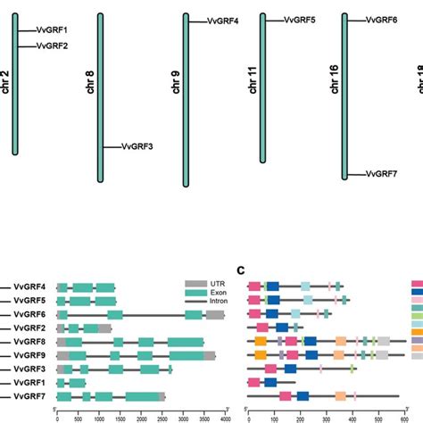 Chromosome Distribution Phylogenetic Relationship Gene Structure And Download Scientific