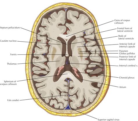 Diagram The Flow Of Csf Begin At The Lateral Ventricles Vent