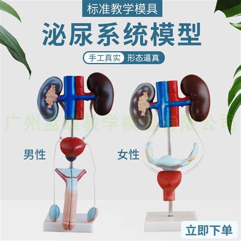 ♥ 男性女性泌尿生殖系統模型腎臟解剖模具膀胱輸尿管結構造立體教學 蝦皮購物