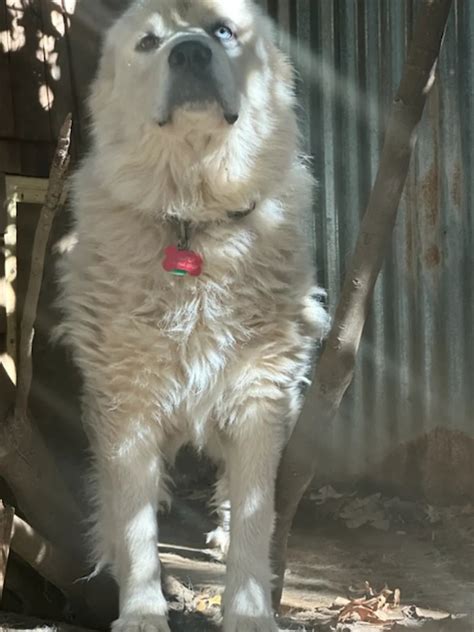 Las condecoradas hazañas de Casper el perro ovejero que repelió un ataque de coyotes Infobae