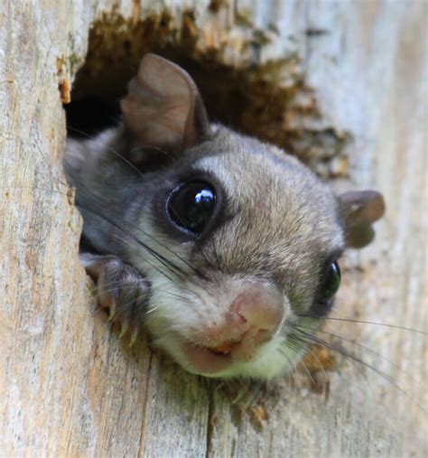 Flying Squirrel Removal Landing Page Pest Control Company