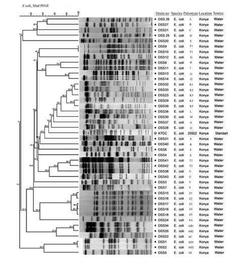 Pfge Xbai Digestion Patterns And Clonal Analysis Of 43 Escherichia